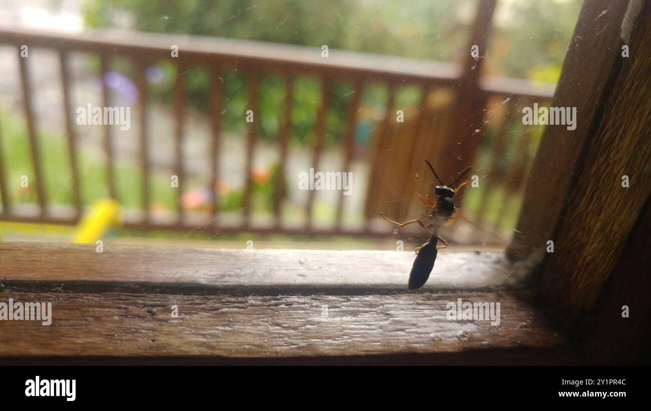 Gregarious Paper Wasps (Agelaia) Insecta Stock Photo - Alamy