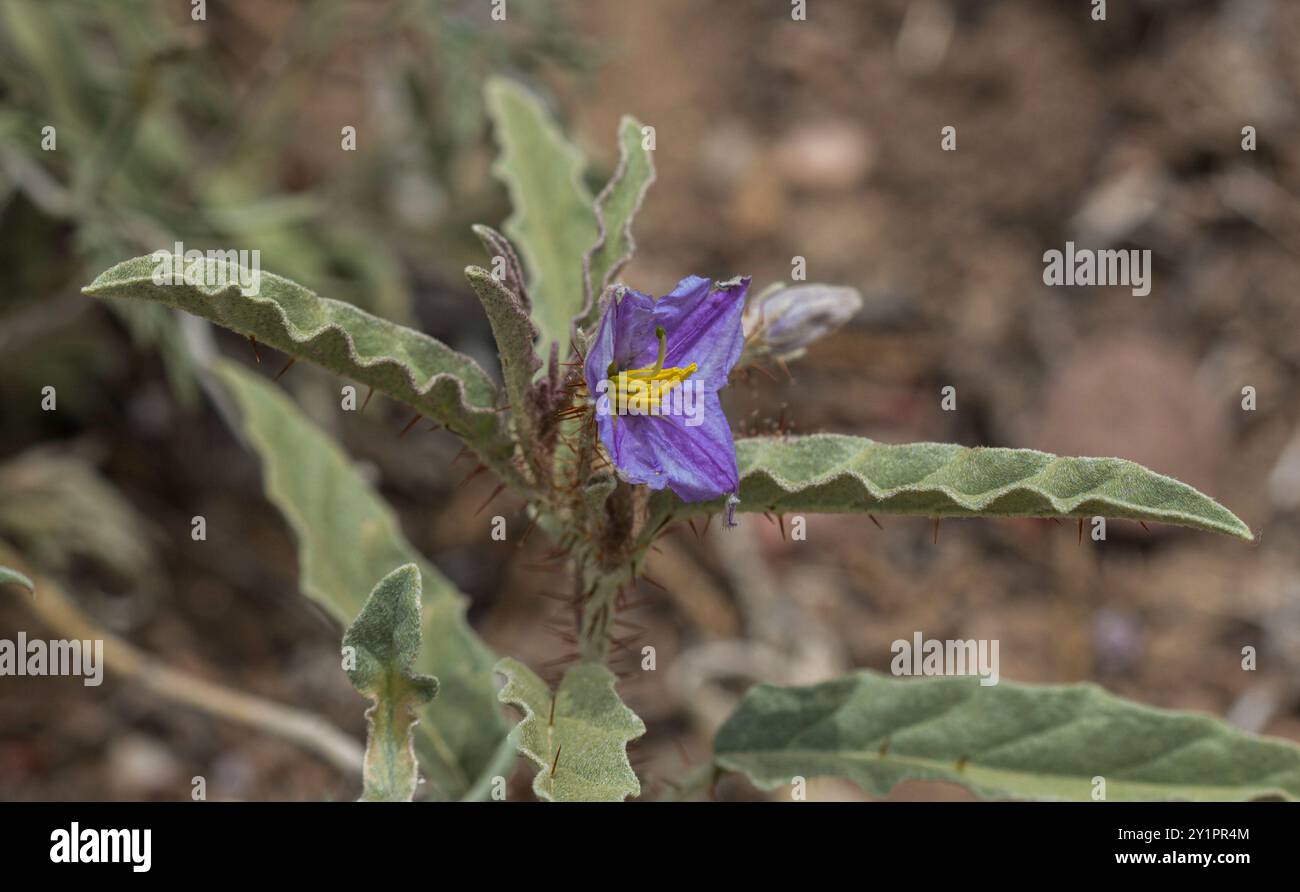 silverleaf nightshade (Solanum elaeagnifolium) Plantae Stock Photo - Alamy