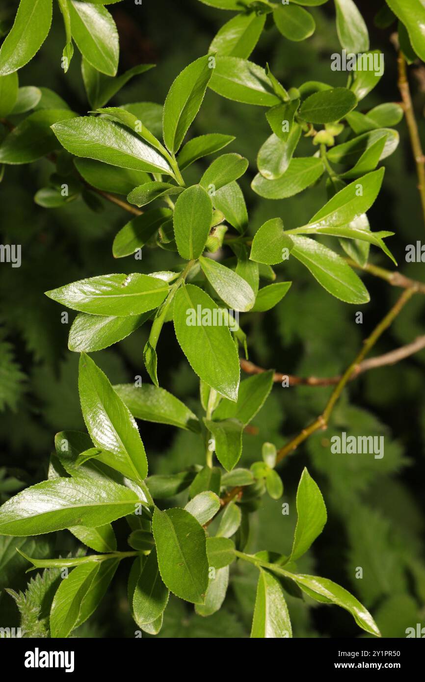 hybrid crack willow (Salix × fragilis) Plantae Stock Photo - Alamy