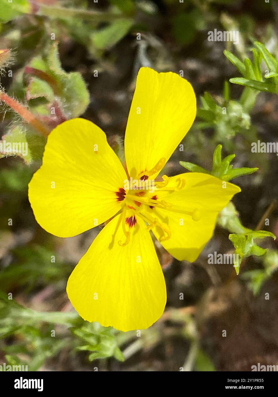 California sun cup (Camissoniopsis bistorta) Plantae Stock Photo - Alamy