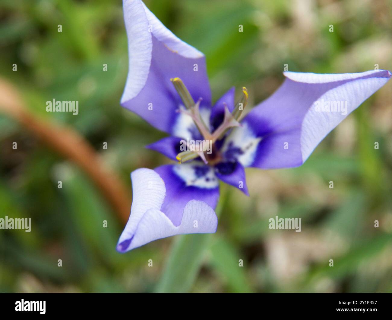 Prairie Nymph (Herbertia lahue) Plantae Stock Photo - Alamy