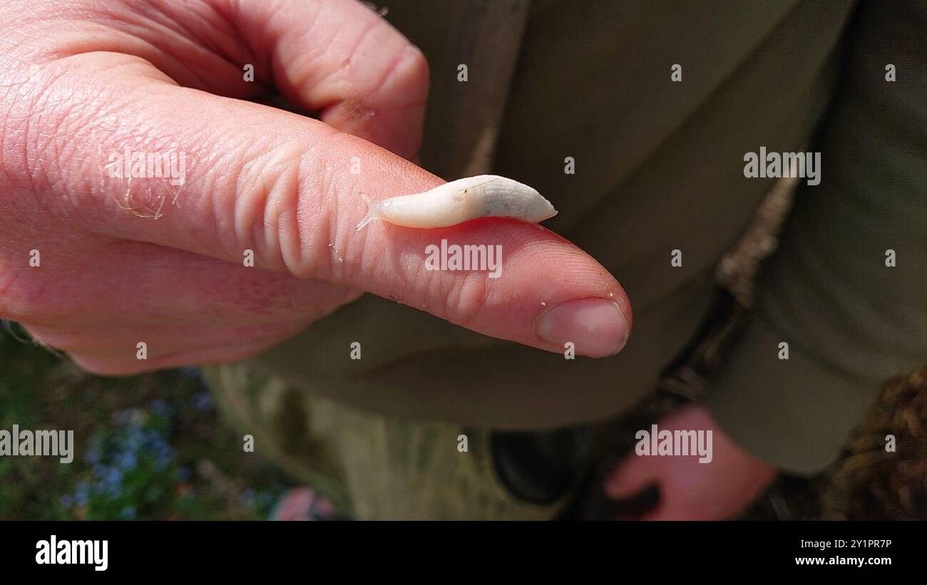Smooth Land Slugs (Deroceras) Mollusca Stock Photo - Alamy