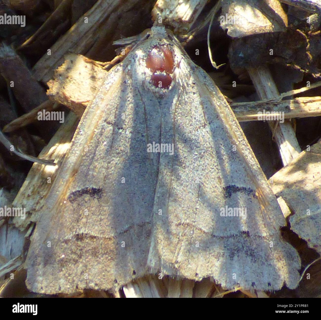 Common Oak Moth (Phoberia atomaris) Insecta Stock Photo - Alamy