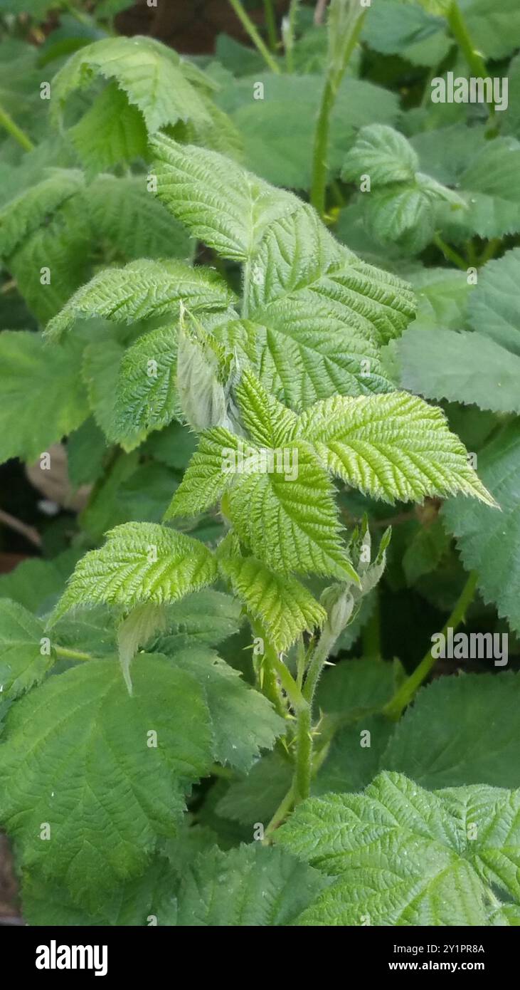 brambles (Rubus) Plantae Stock Photo - Alamy