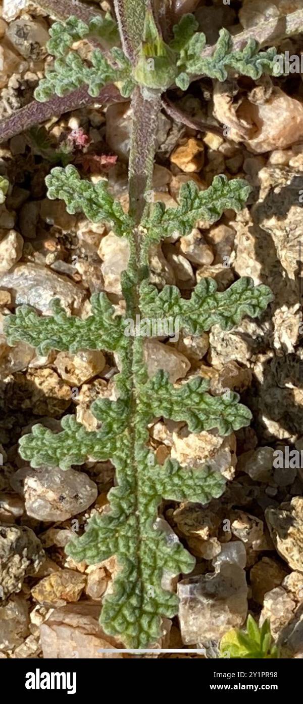 Chia (Salvia columbariae) Plantae Stock Photo - Alamy