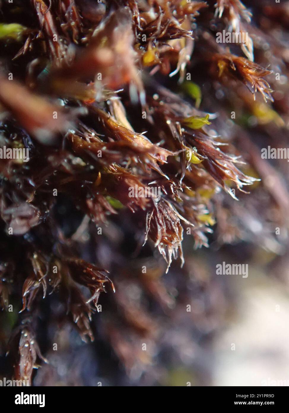 Papillose Bloom Moss (Schistidium papillosum) Plantae Stock Photo - Alamy