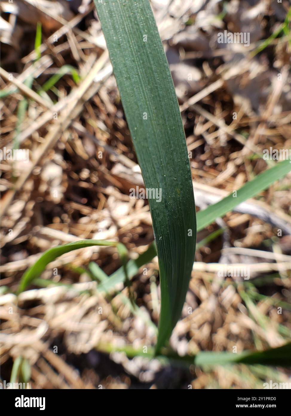 grasses (Poaceae) Plantae Stock Photo - Alamy