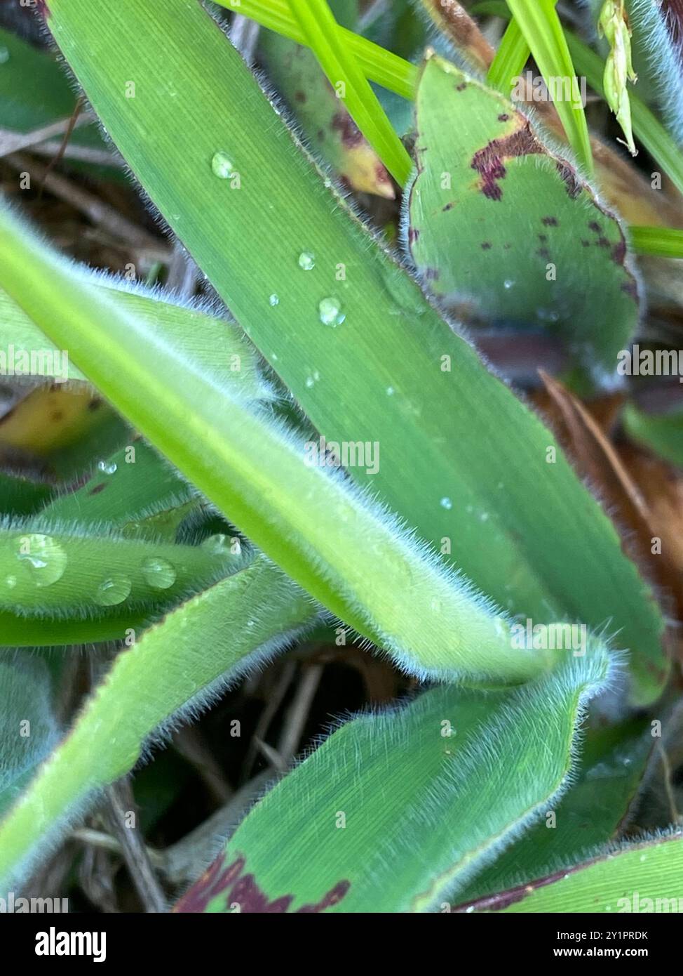 Velvet Panicum (Dichanthelium scoparium) Plantae Stock Photo - Alamy