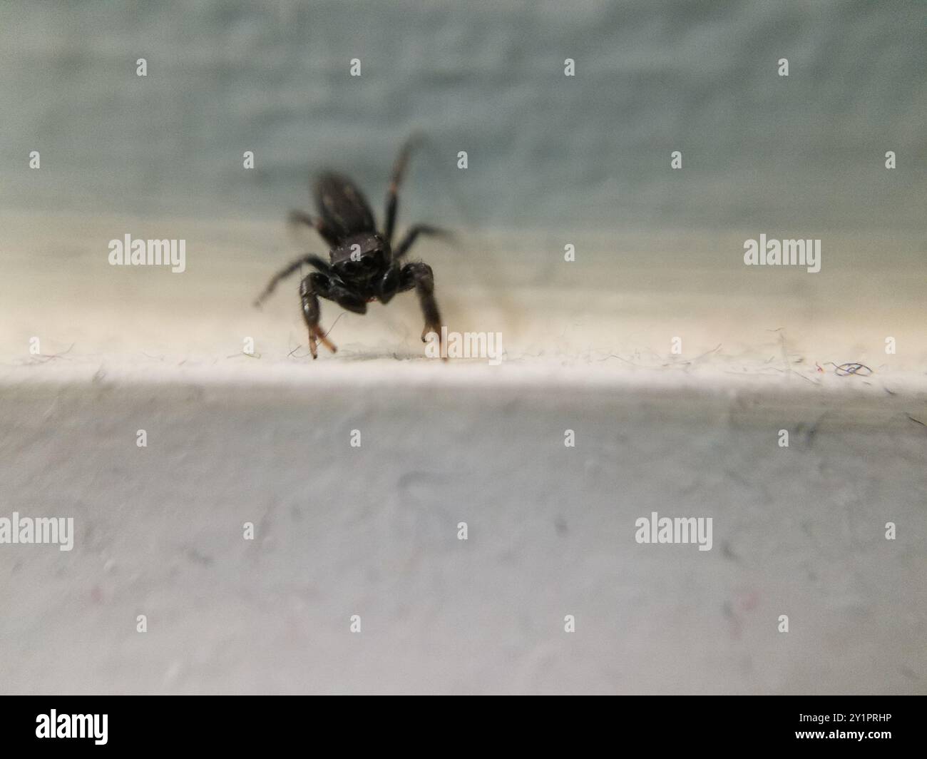 Ribbon Jumping Spider (Metacyrba taeniola) Arachnida Stock Photo - Alamy