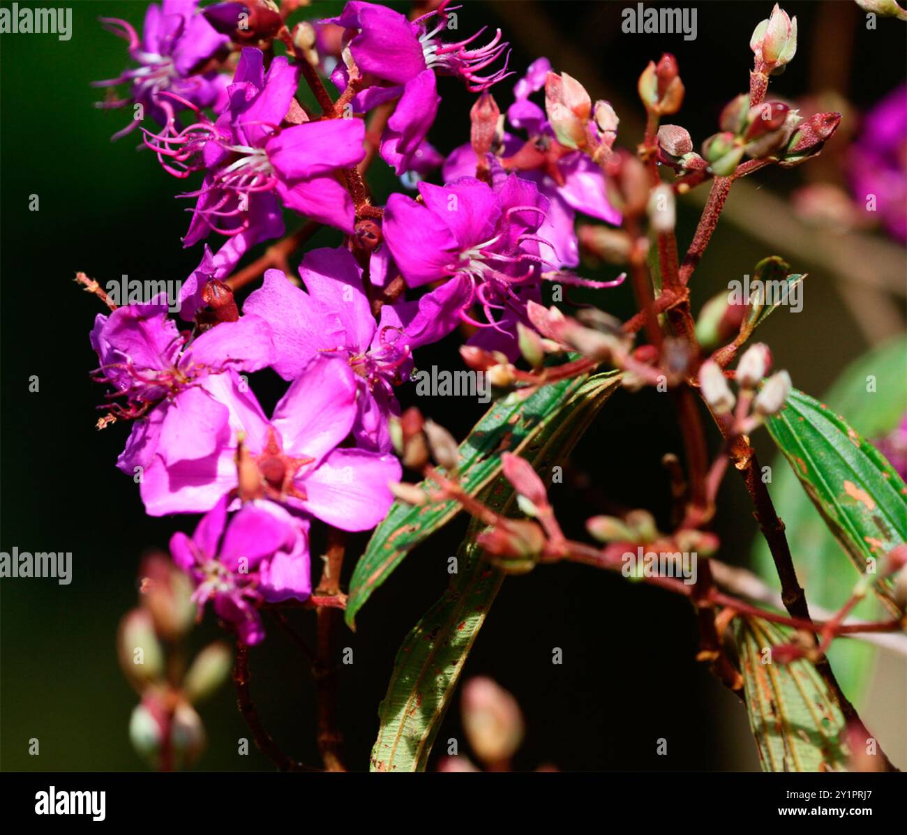 (Pleroma fissinervium) Plantae Stock Photo - Alamy