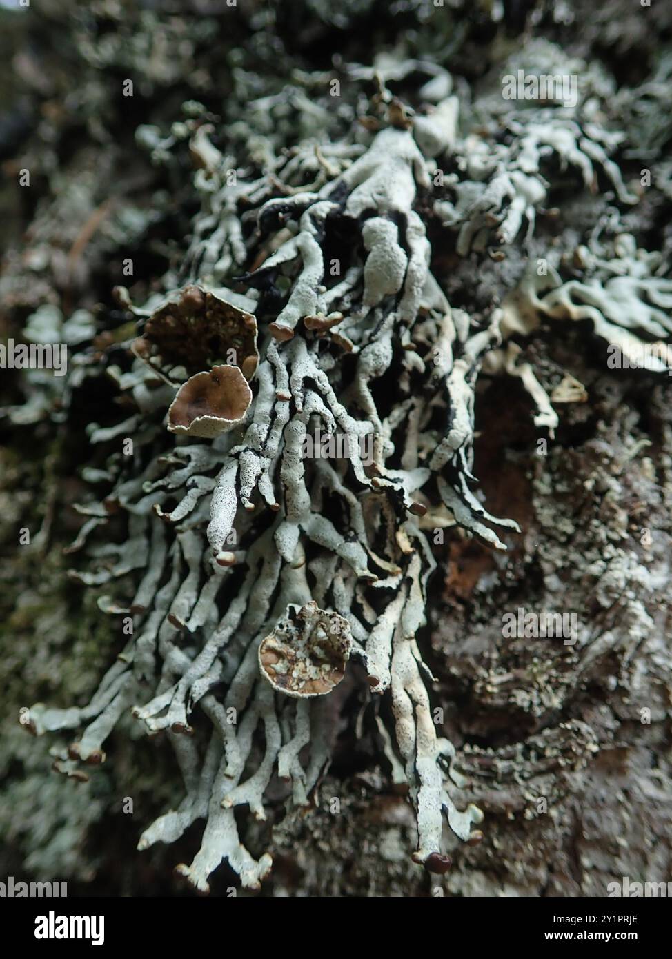Budding Tube Lichen (Hypogymnia enteromorpha) Fungi Stock Photo - Alamy