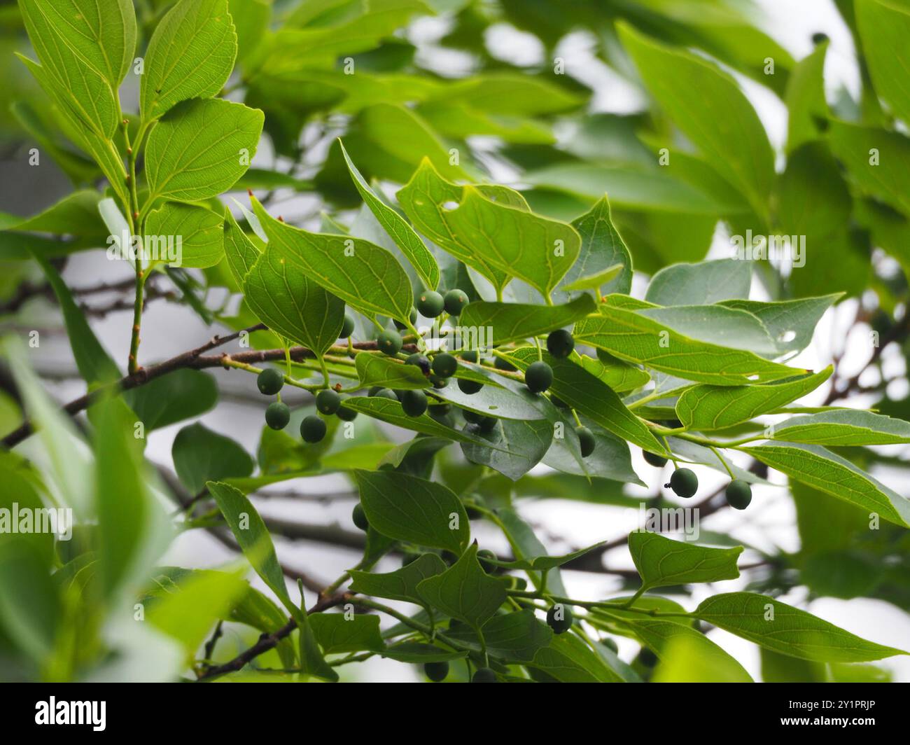 Chinese Hackberry (Celtis sinensis) Plantae Stock Photo - Alamy