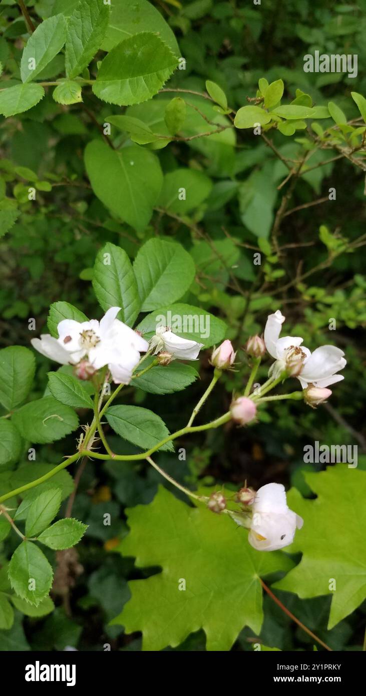 multiflora rose (Rosa multiflora) Plantae Stock Photo - Alamy