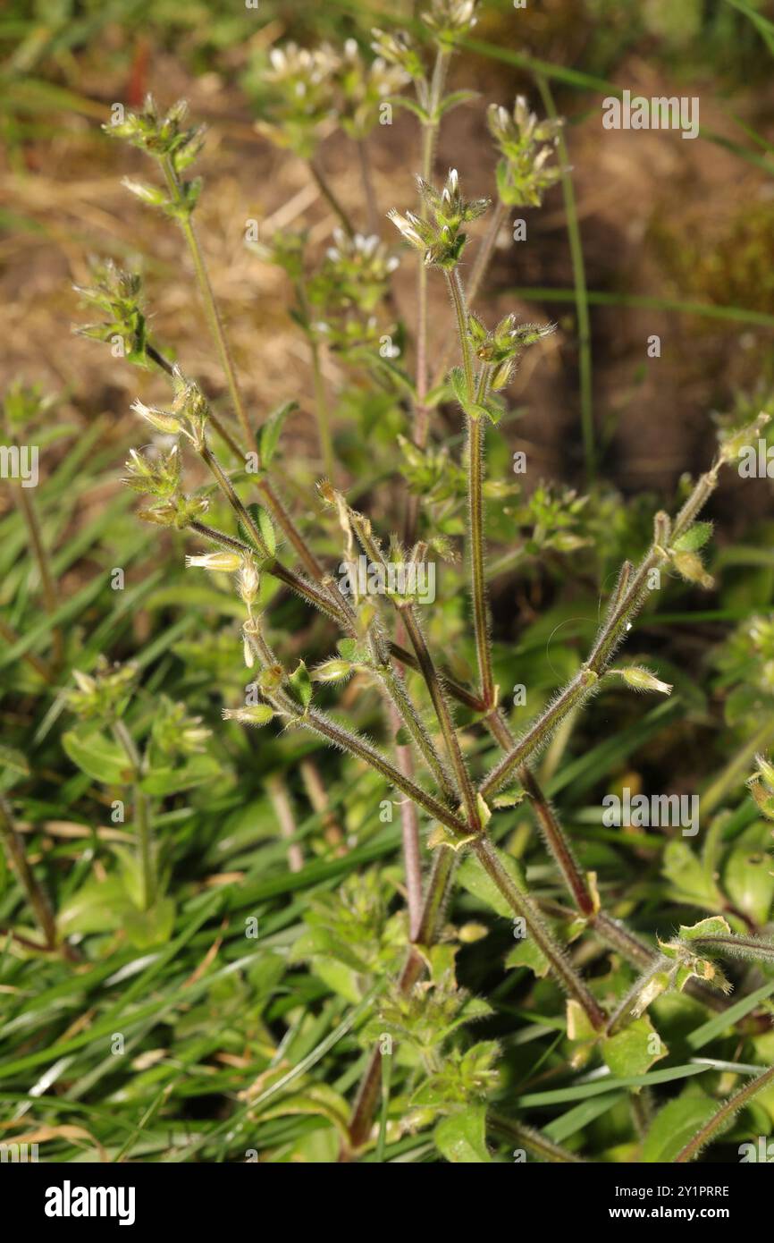 Sticky mouse-ear chickweed (Cerastium glomeratum) Plantae Stock Photo ...