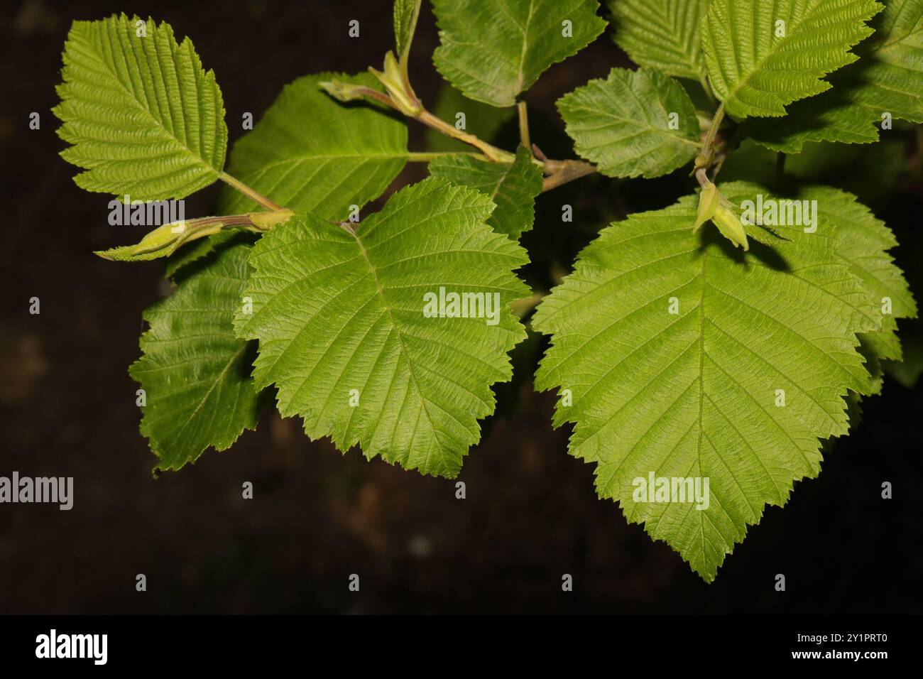 grey alder (Alnus incana) Plantae Stock Photo - Alamy