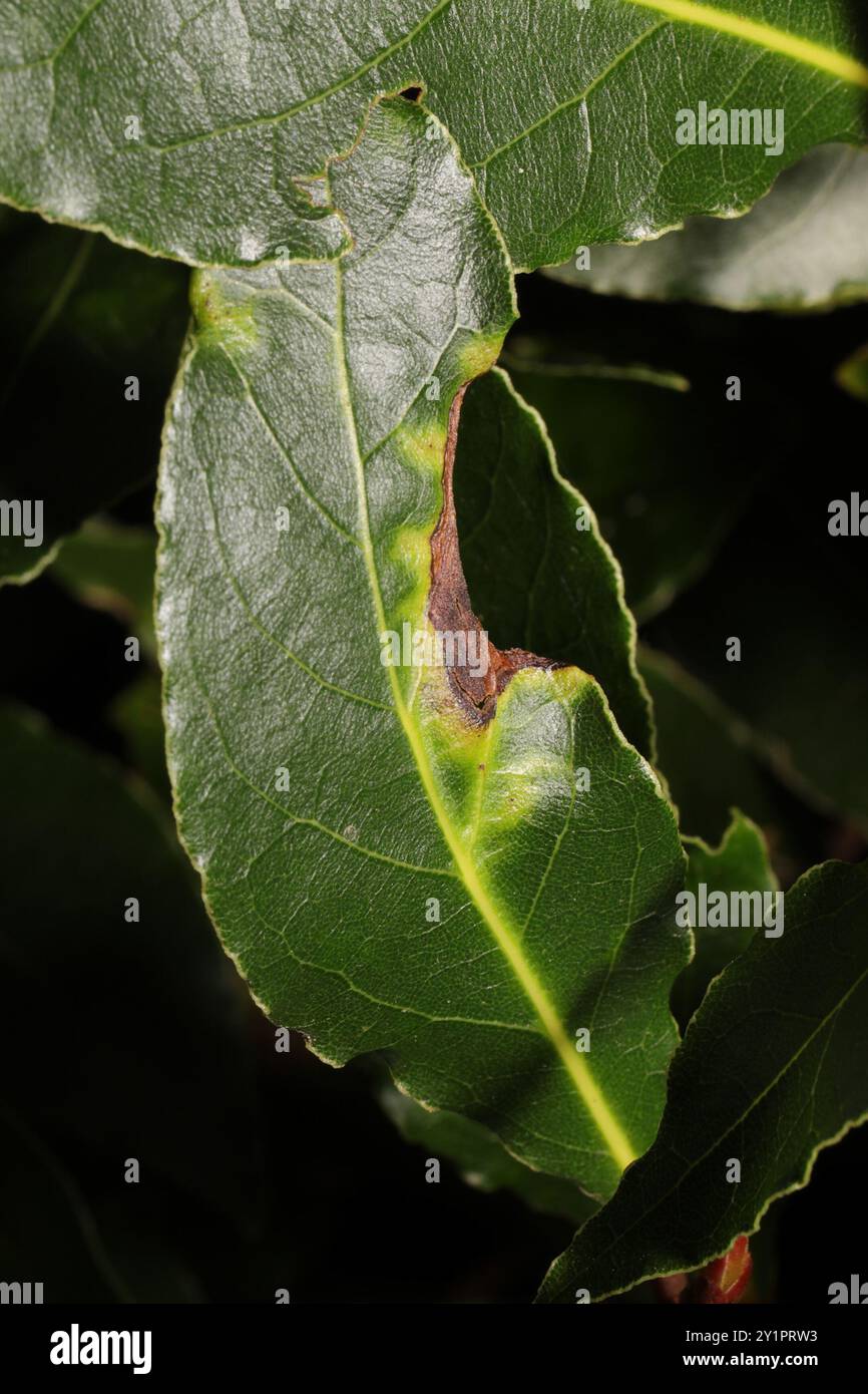 Bay Sucker (Lauritrioza alacris) Insecta Stock Photo - Alamy