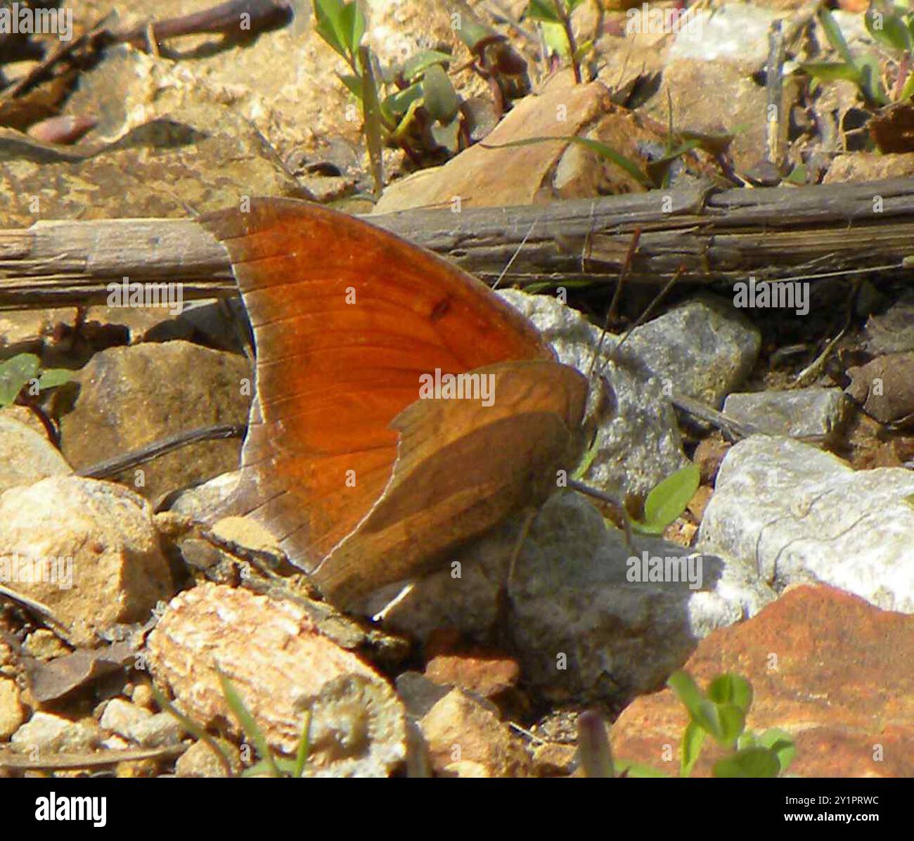 Goatweed Leafwing (Anaea andria) Insecta Stock Photo - Alamy