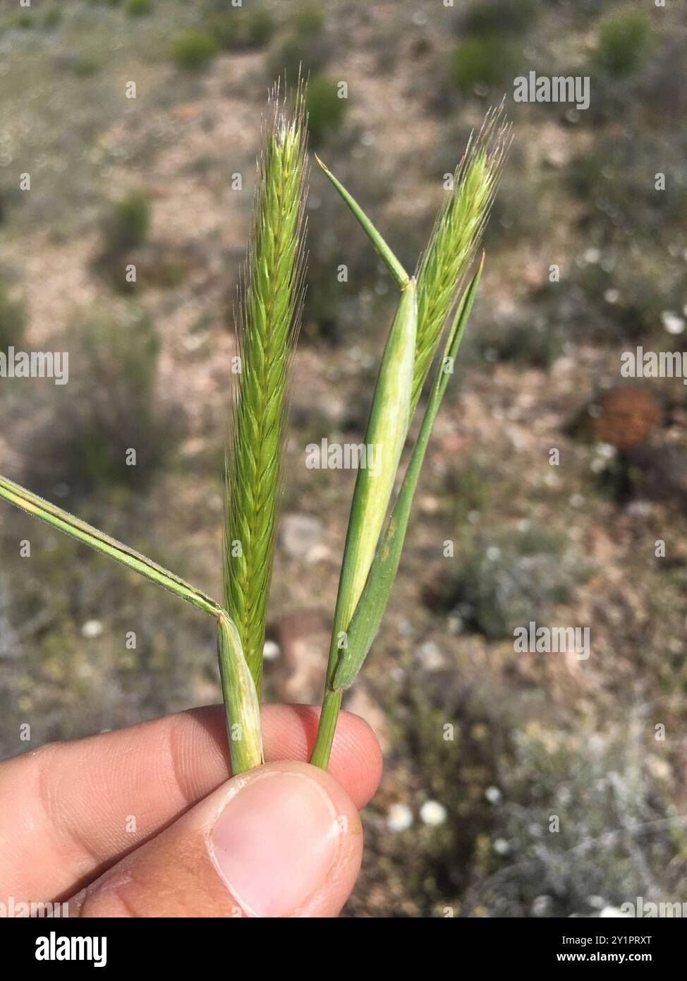little barley (Hordeum pusillum) Plantae Stock Photo - Alamy
