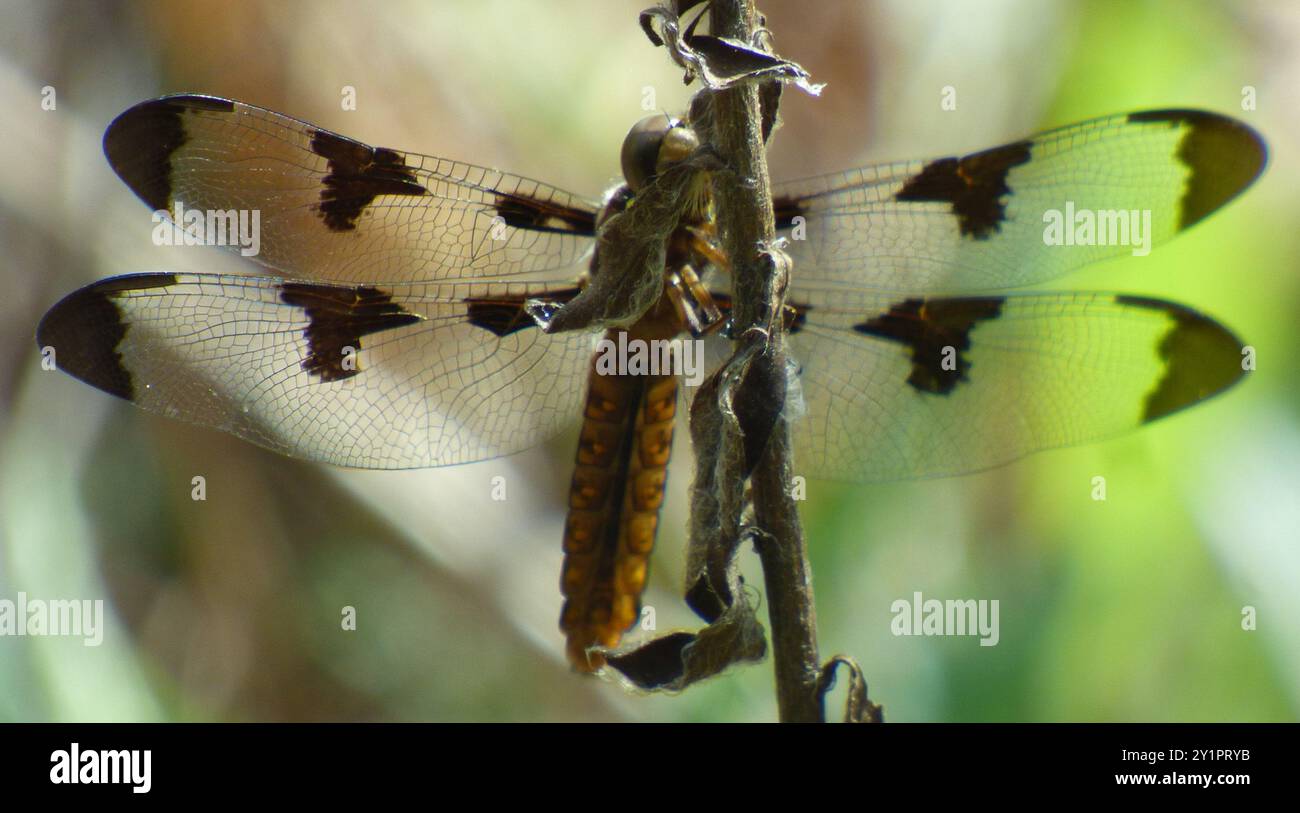 Common Whitetail (Plathemis lydia) Insecta Stock Photo - Alamy
