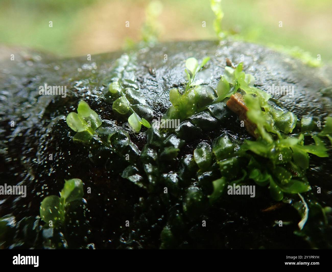 Square-leaved Crestwort (Chiloscyphus polyanthos) Plantae Stock Photo ...