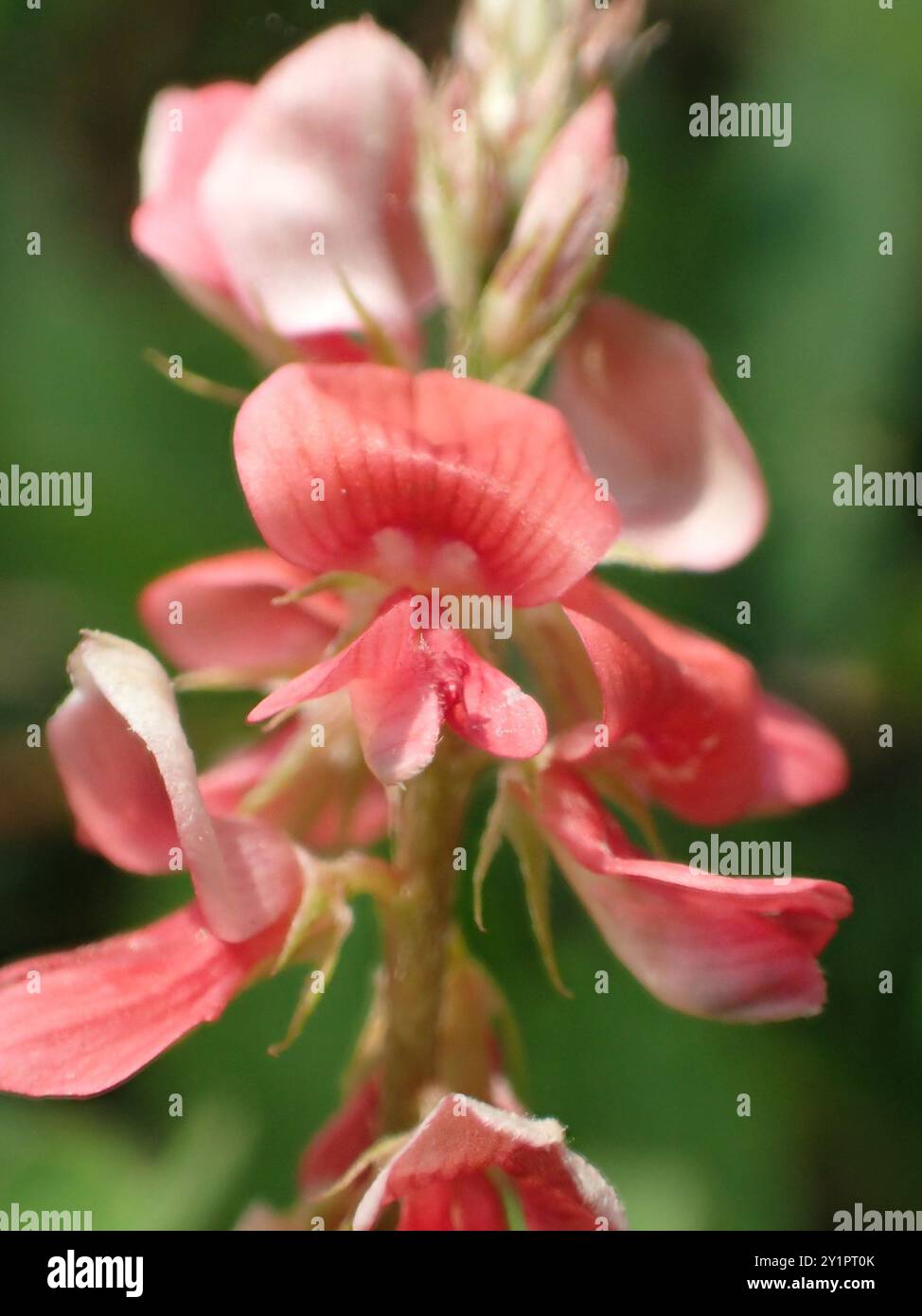 trailing indigo (Indigofera hendecaphylla) Plantae Stock Photo - Alamy