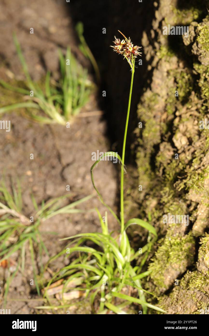 Field woodrush (Luzula campestris) Plantae Stock Photo - Alamy