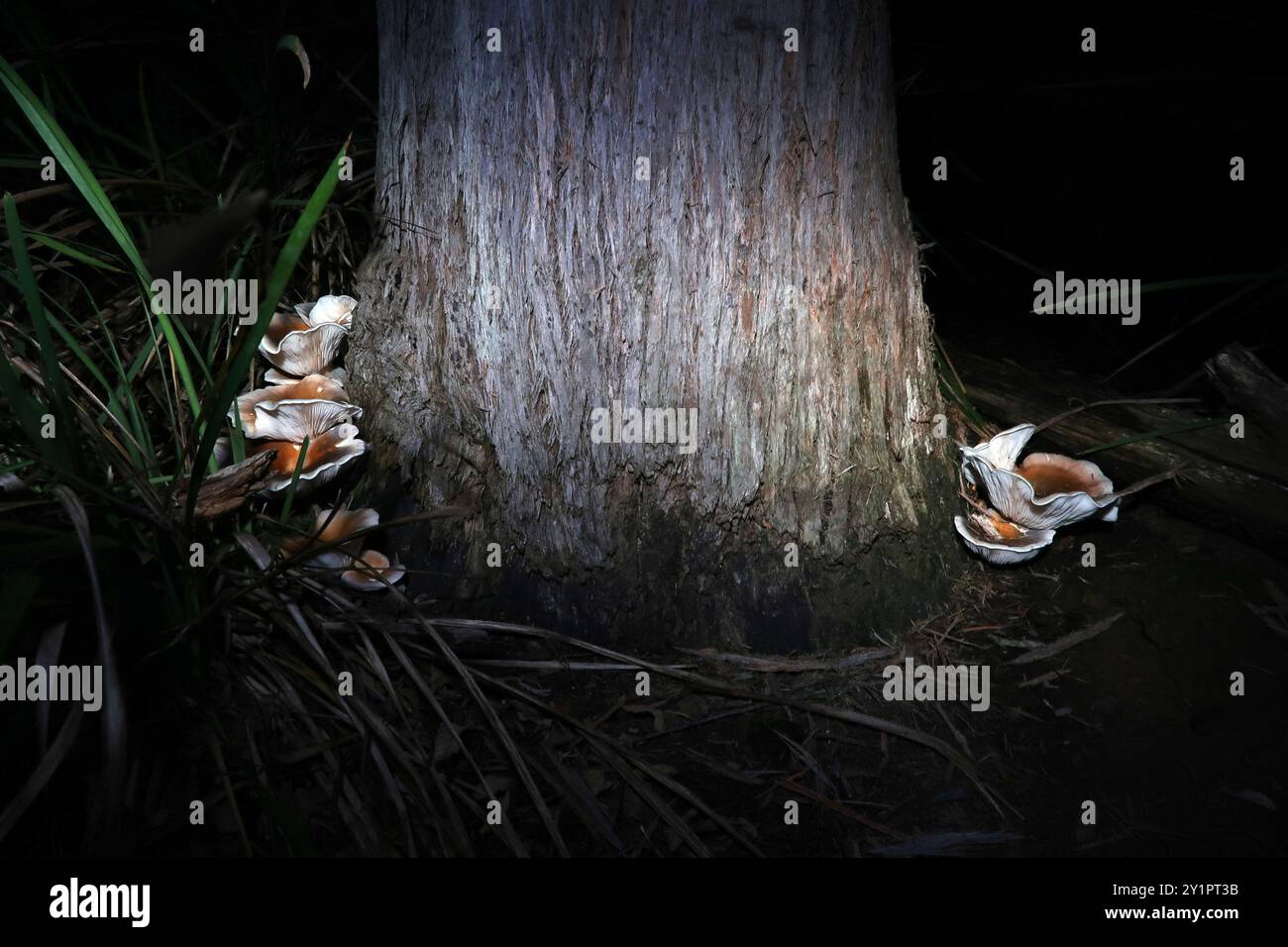 ghost fungus (Omphalotus nidiformis) Fungi Stock Photo - Alamy