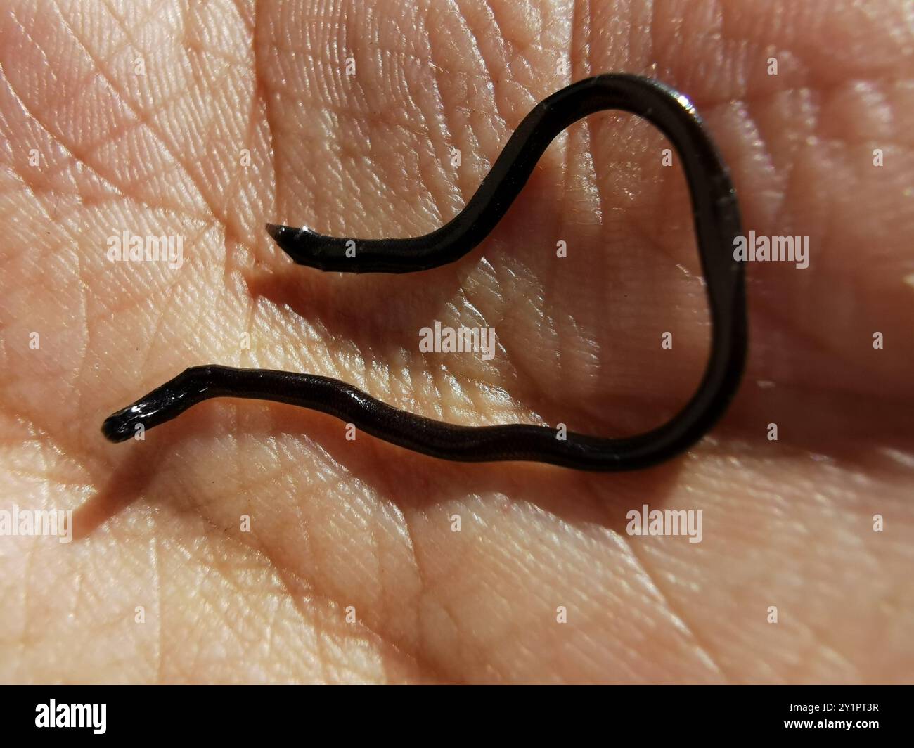 Indotyphlops braminus hi-res stock photography and images - Alamy