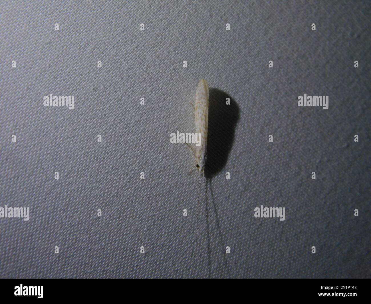 White Miller Caddisflies (Nectopsyche) Insecta Stock Photo - Alamy