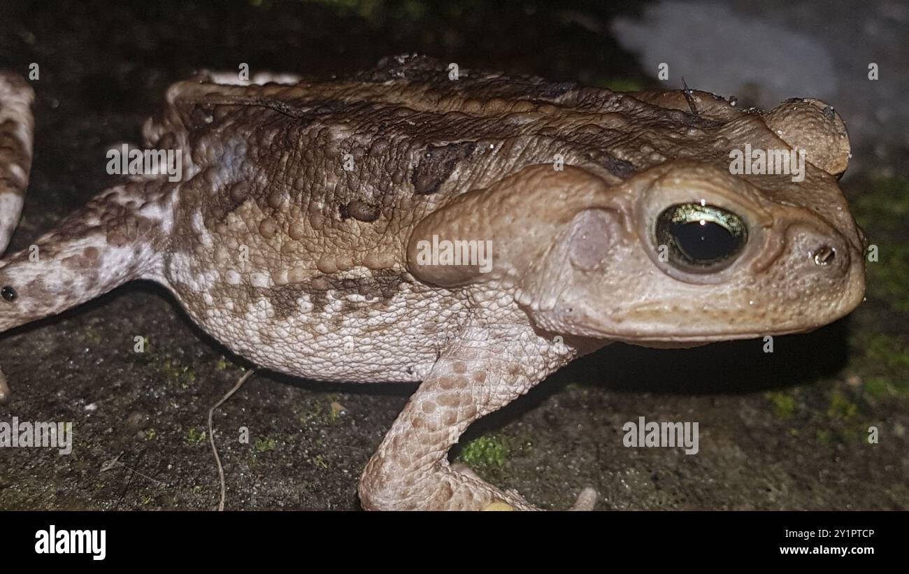 Yellow Cururu Toad (Rhinella icterica) Amphibia Stock Photo - Alamy