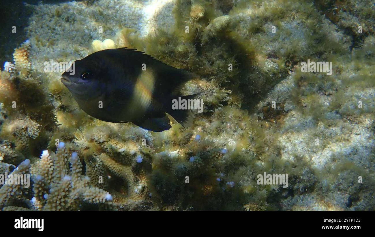 Dusky Gregory (Stegastes nigricans) Actinopterygii Stock Photo - Alamy