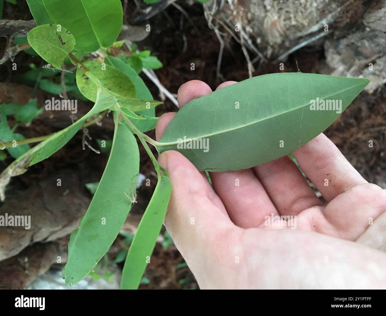 Pond Apple (Annona glabra) Plantae Stock Photo - Alamy