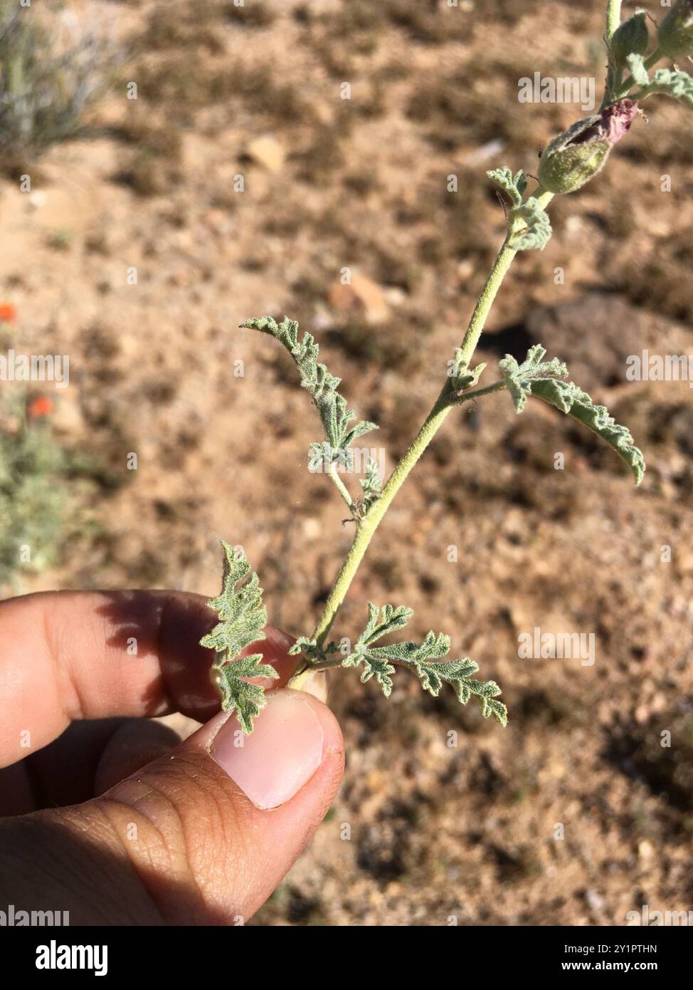 spear globemallow (Sphaeralcea hastulata) Plantae Stock Photo - Alamy