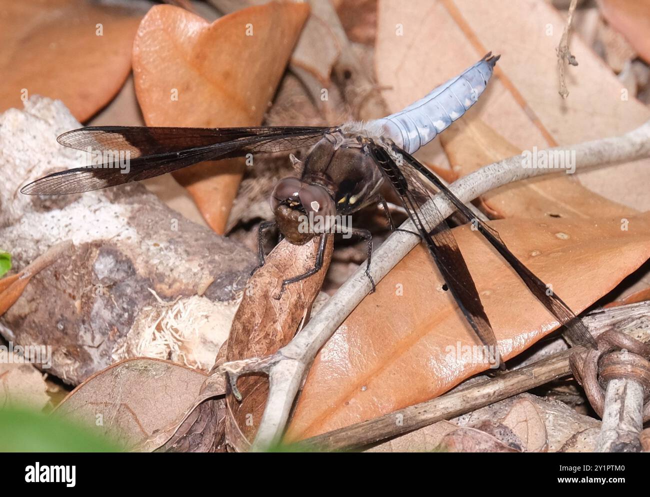 Common Whitetail (Plathemis lydia) Insecta Stock Photo - Alamy