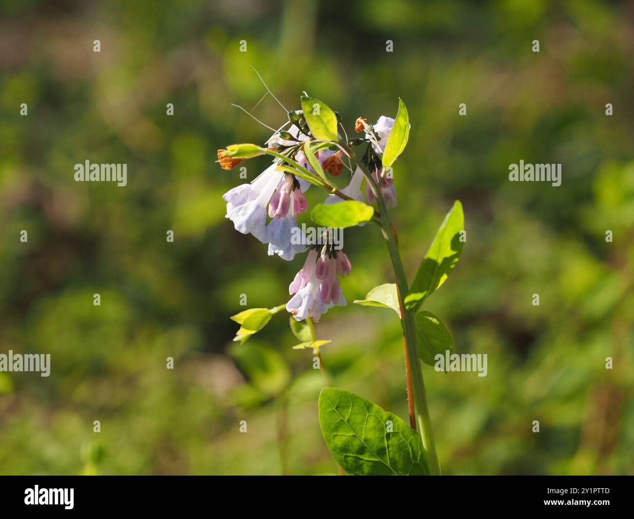 vascular plants (Tracheophyta) Plantae Stock Photo - Alamy