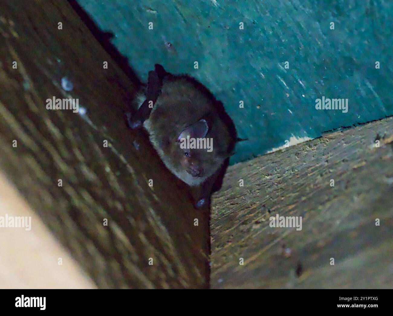 Mouse-eared Bats (Myotis) Mammalia Stock Photo - Alamy