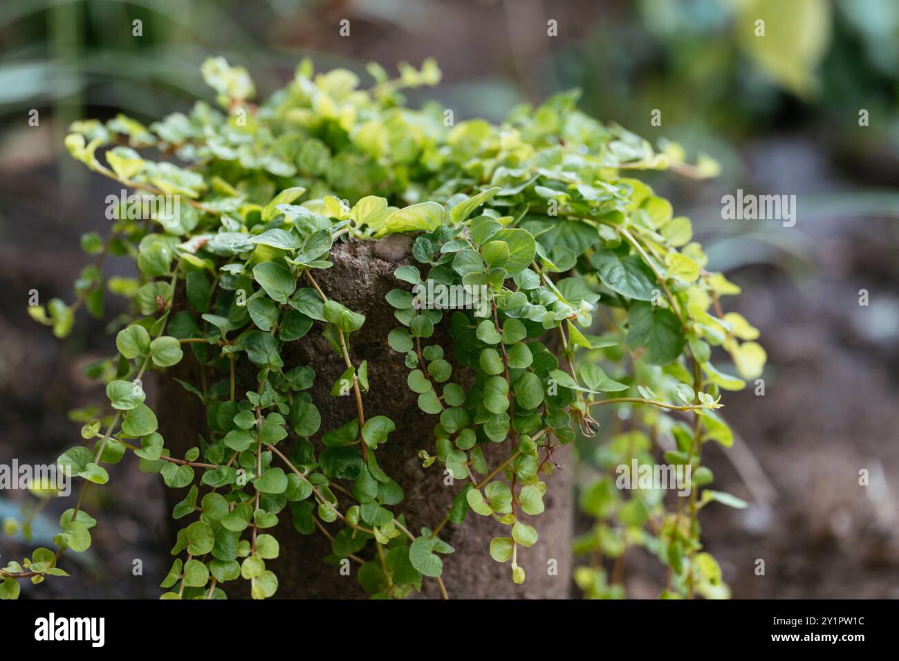 Angel vine (Muehlenbeckia complexa) growing a a concrete tube in a ...