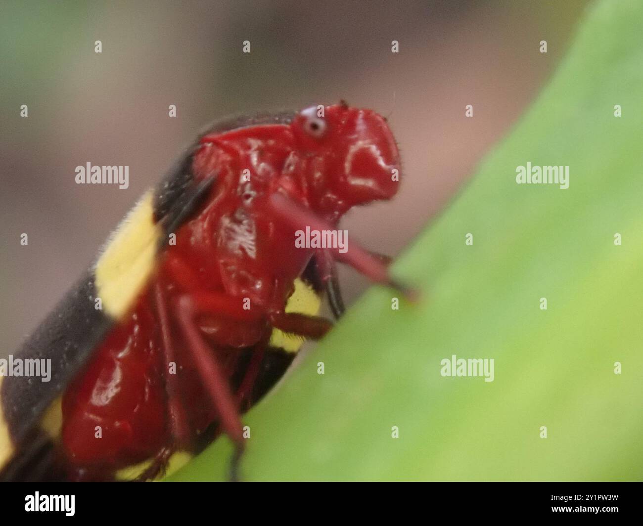 (Sphenorhina rubra) Insecta Stock Photo - Alamy