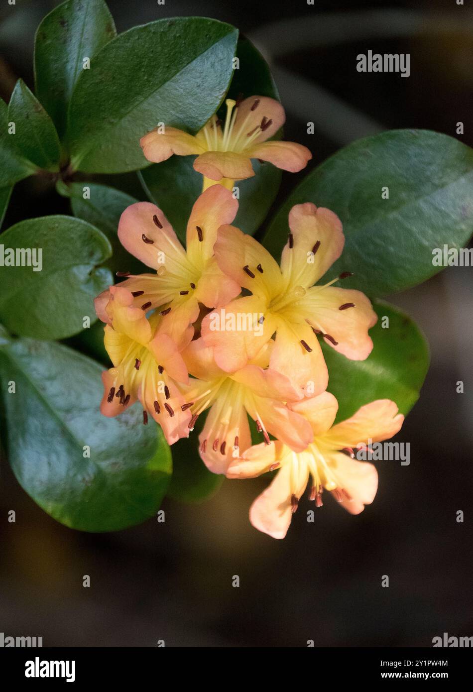 Very pale pink and yellow trumpet flowers of Vireya rhododendron ...