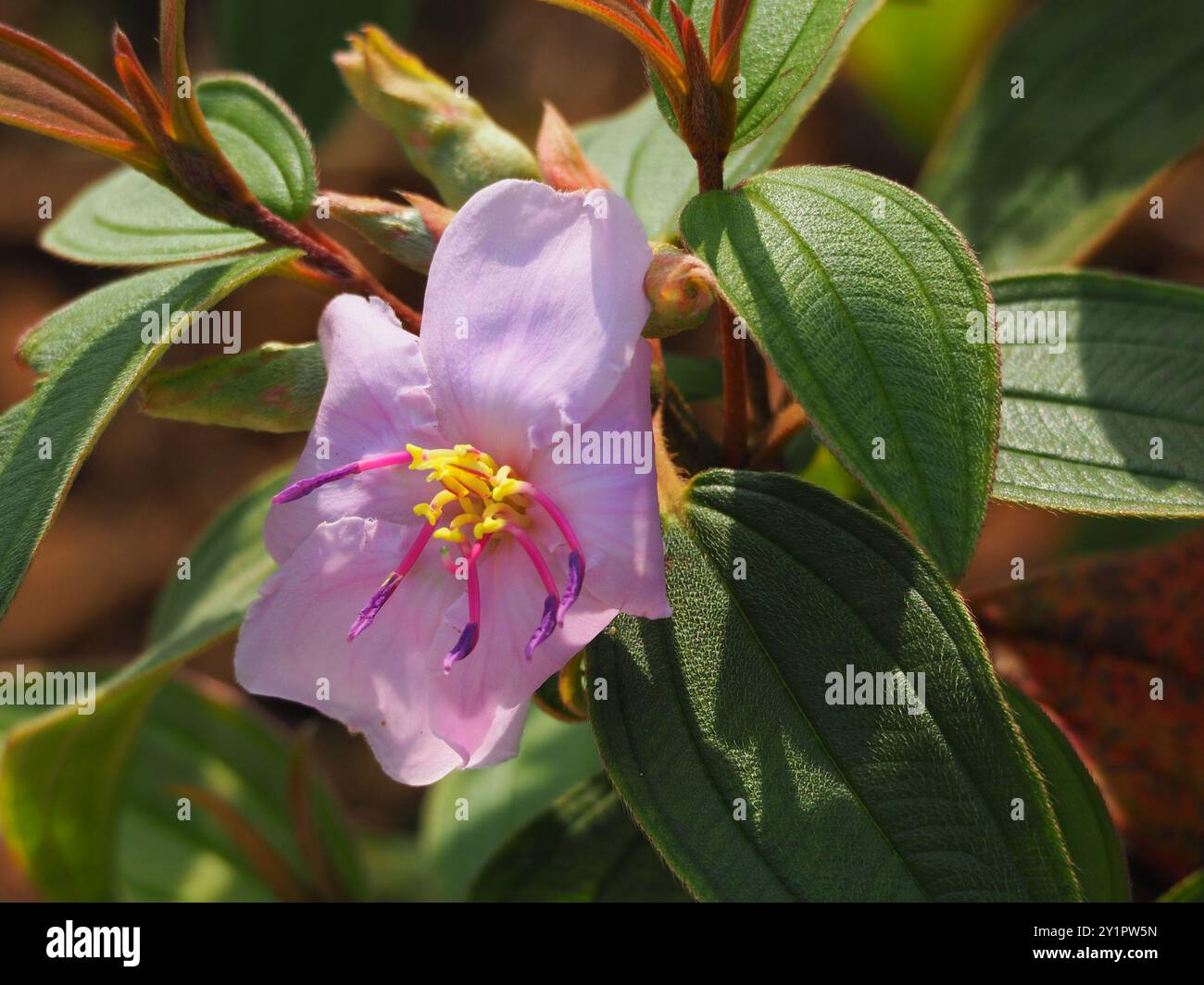 Common Melastoma (Melastoma candidum) Plantae Stock Photo - Alamy