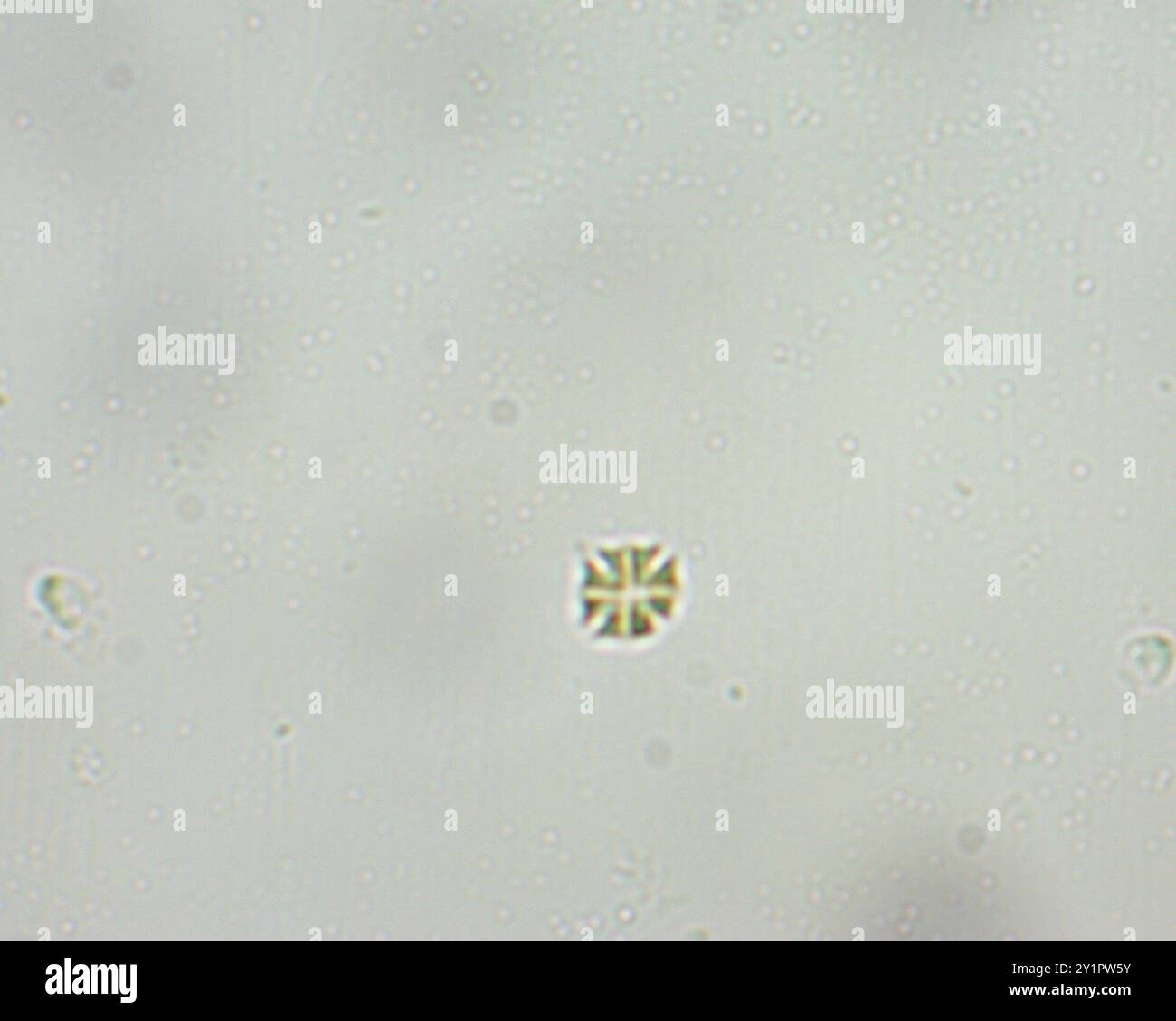 (Stauridium tetras) Plantae Stock Photo - Alamy