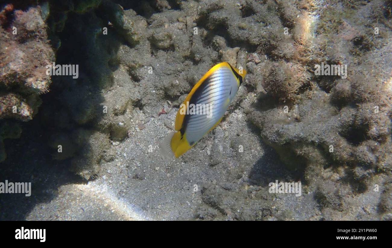 Blackback Butterflyfish (Chaetodon melannotus) Actinopterygii Stock ...
