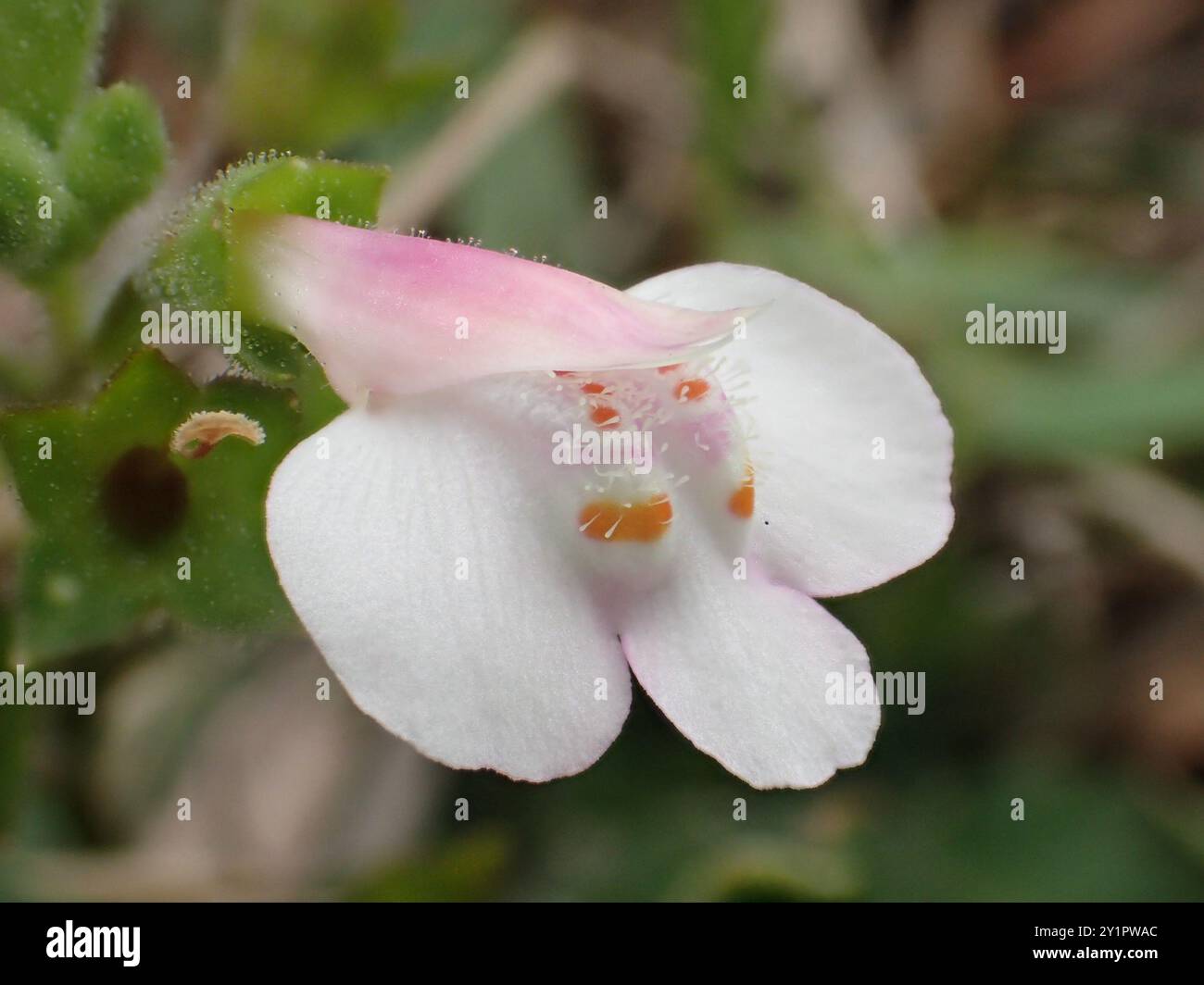 Taiwan Mazus (Mazus fauriei) Plantae Stock Photo - Alamy