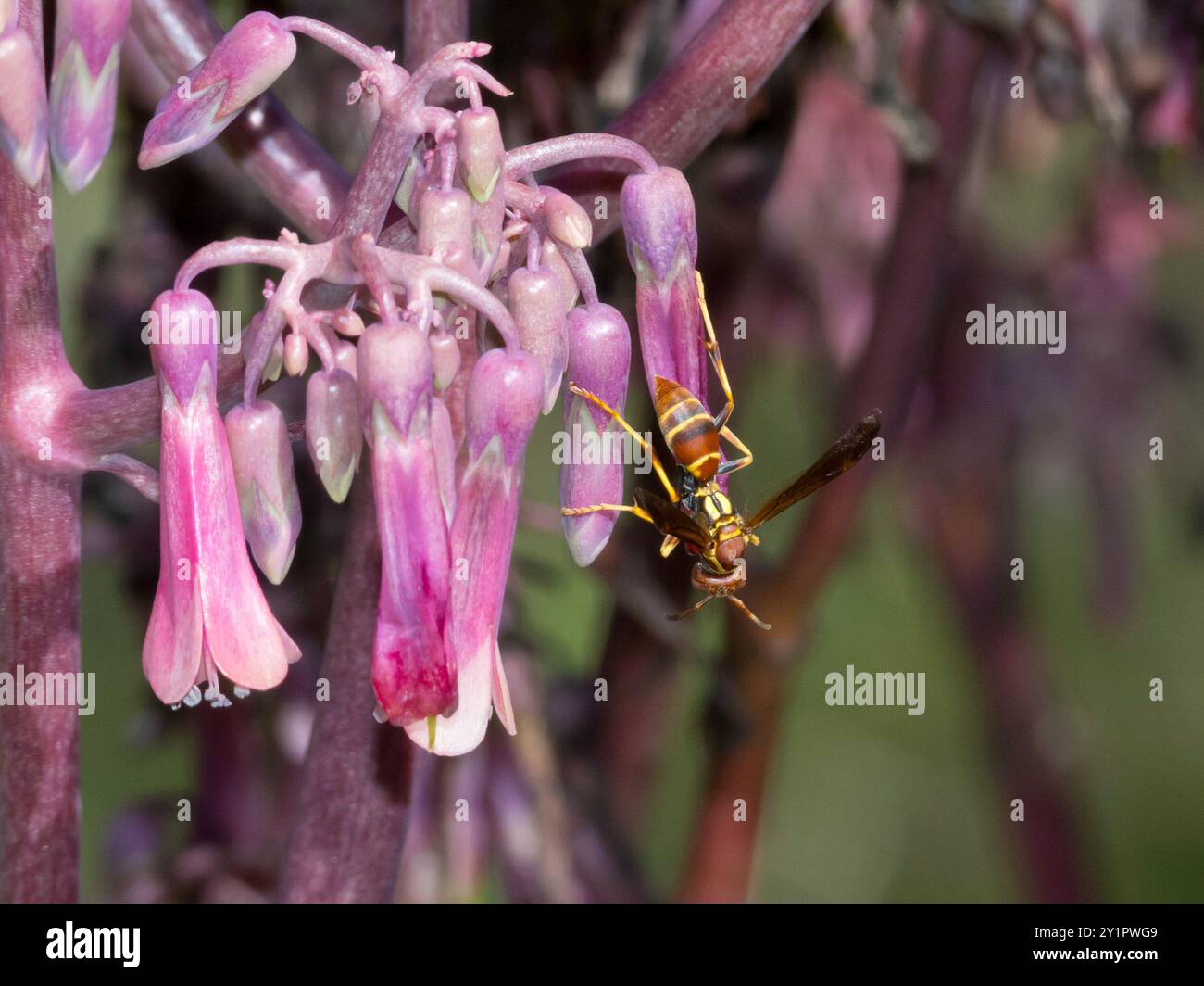 Unstable Paper Wasp (Polistes instabilis) Insecta Stock Photo - Alamy