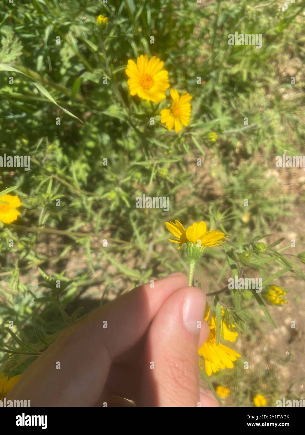 Common Madia (Madia elegans) Plantae Stock Photo - Alamy