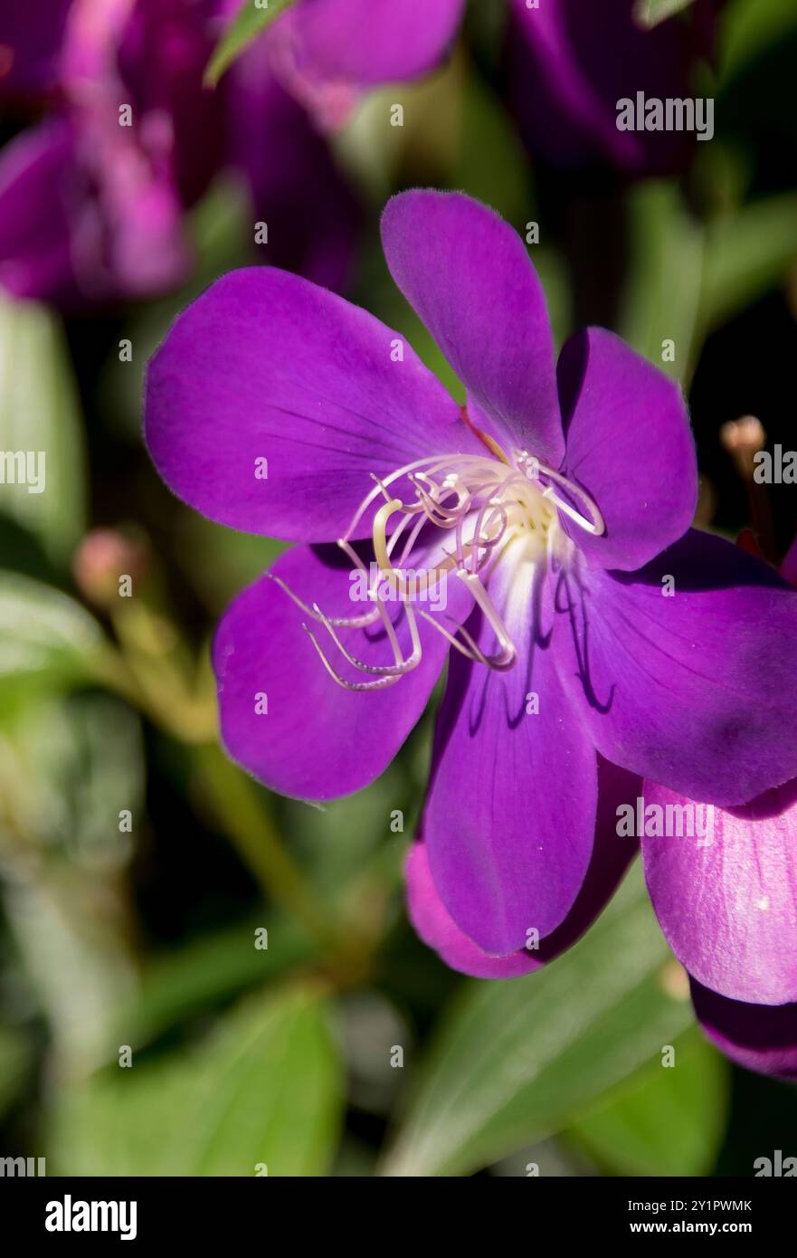 Single purple flower of tibouchina, Tibouchina granulosa, Tibouchina ...