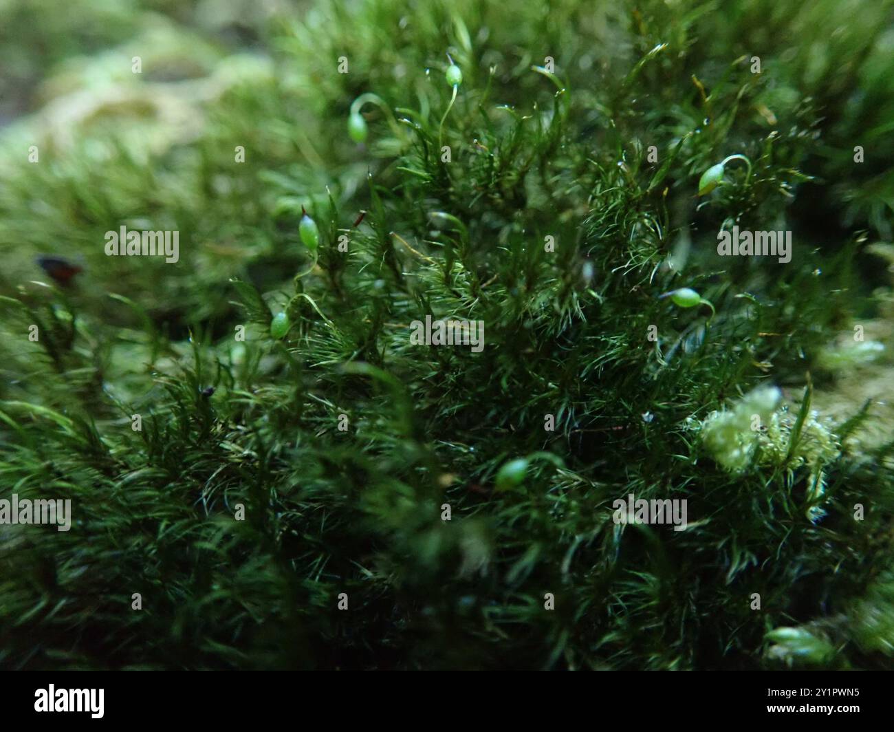 Sharp-leaved Blindia (Blindia acuta) Plantae Stock Photo - Alamy
