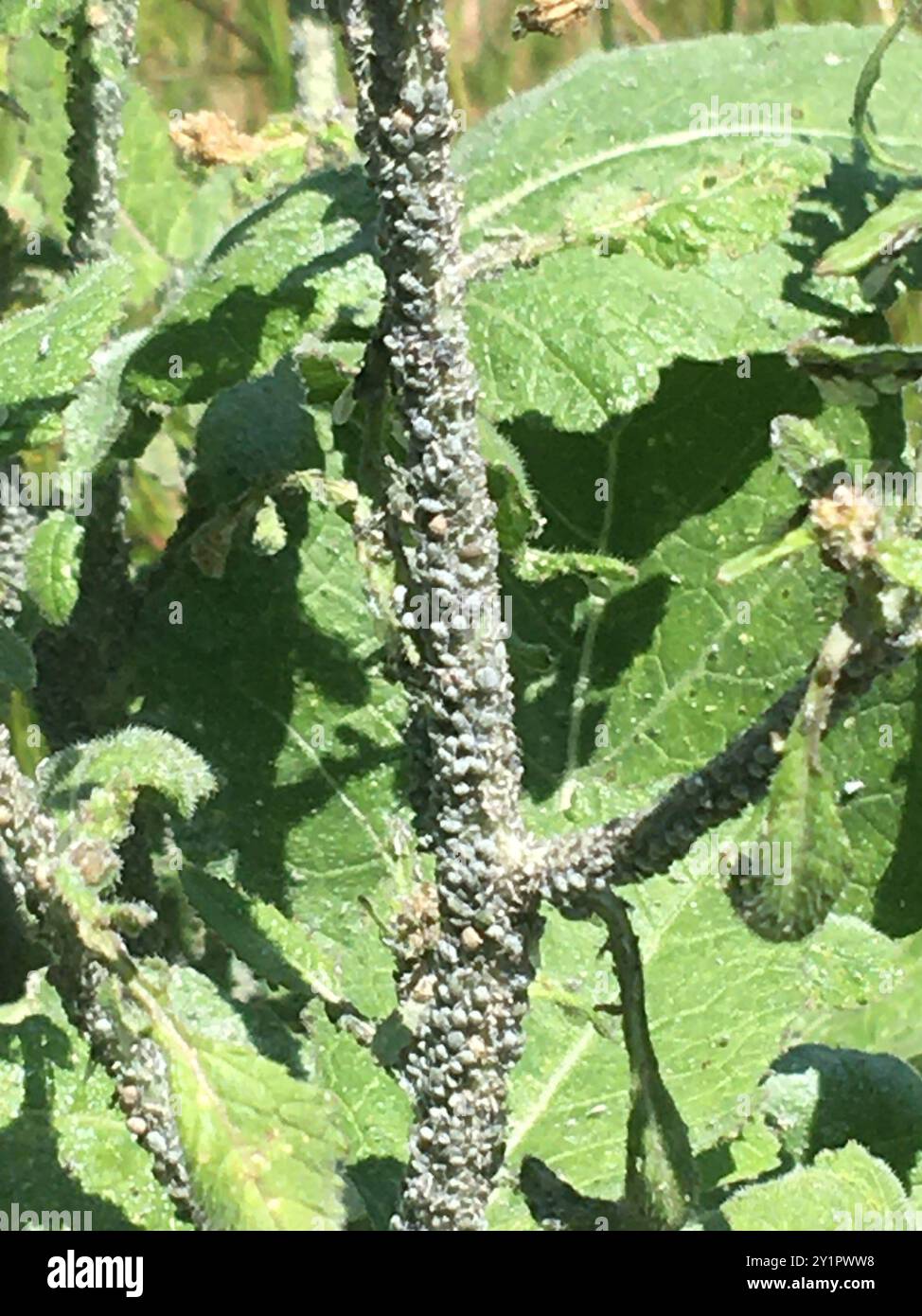 Cabbage Aphid (Brevicoryne brassicae) Insecta Stock Photo - Alamy