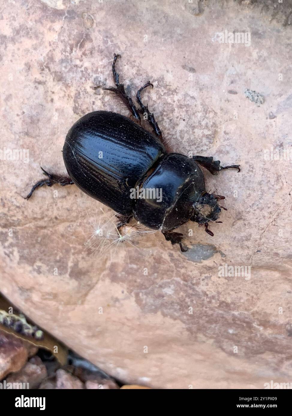 Western Rhinoceros Beetle (Xyloryctes thestalus) Insecta Stock Photo ...