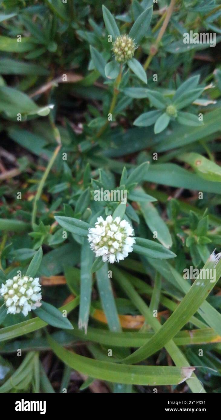 shrubby false buttonweed (Spermacoce verticillata) Plantae Stock Photo ...